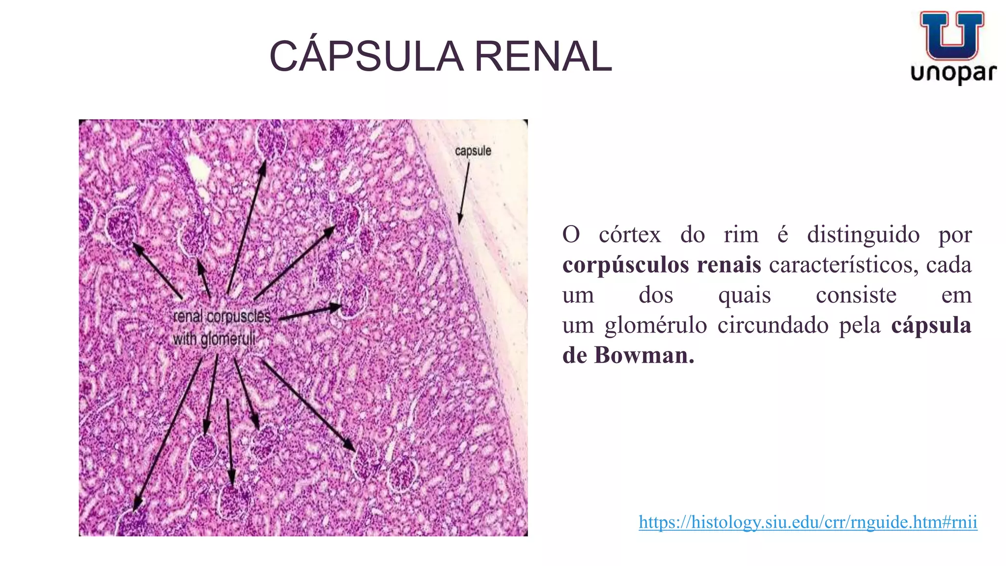 Sistema digestório endocrino e renal | PPTX