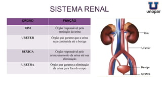 Sistema digestório endocrino e renal | PPTX