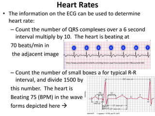 Electrocardiogram (ECG or EKG) | PPTX