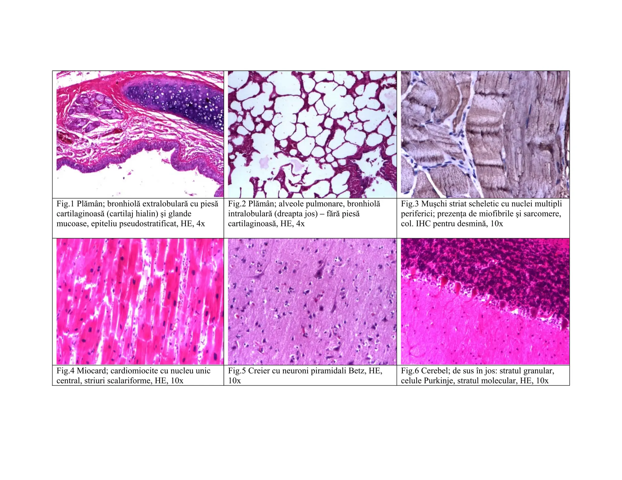 Mini-Atlas-De-Histologie.pdf