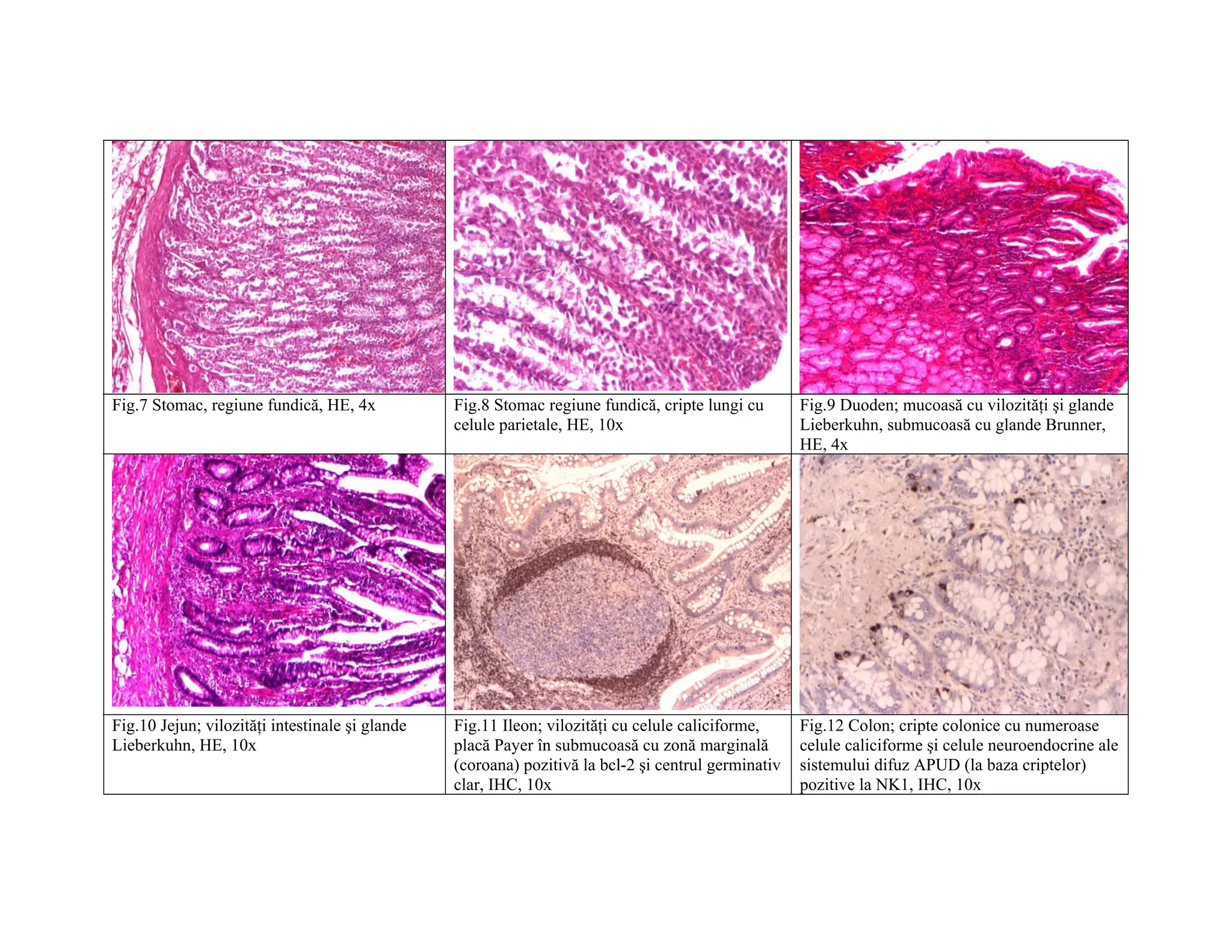 Mini-Atlas-De-Histologie.pdf