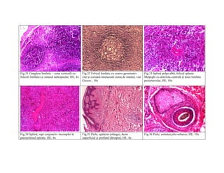 Mini-Atlas-De-Histologie.pdf