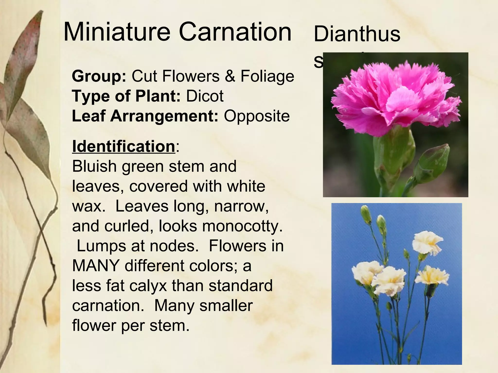 Miniature carnation show | PPT