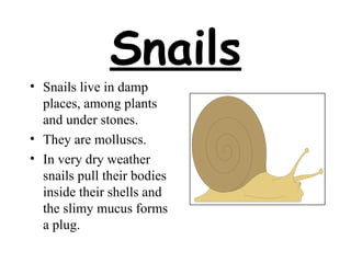 Minibeast Education | PPT