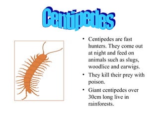 Minibeasts | PPT | Beekeeping | Hobbies & Interests