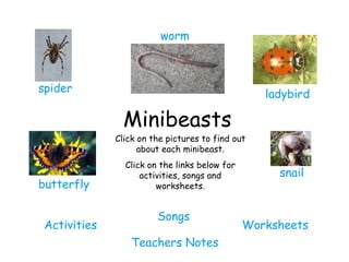 Minibeasts | PPT