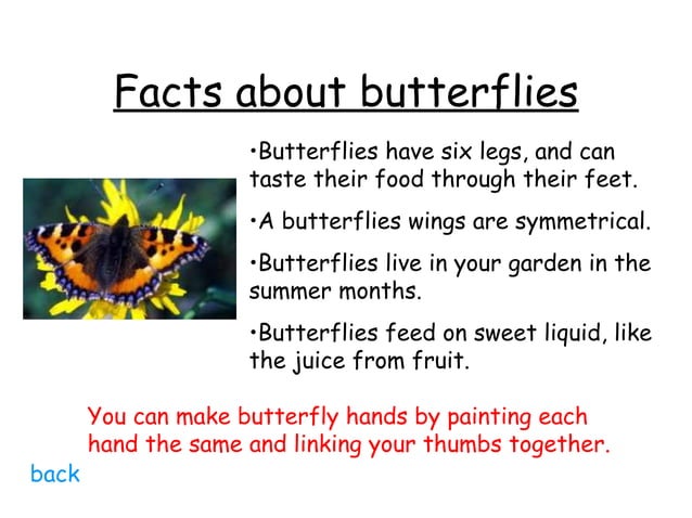 Minibeasts | PPT | Birds | Pets