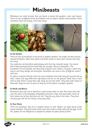 Minibeasts differentiated-reading-comprehension-activity-pages-1-3 | PDF