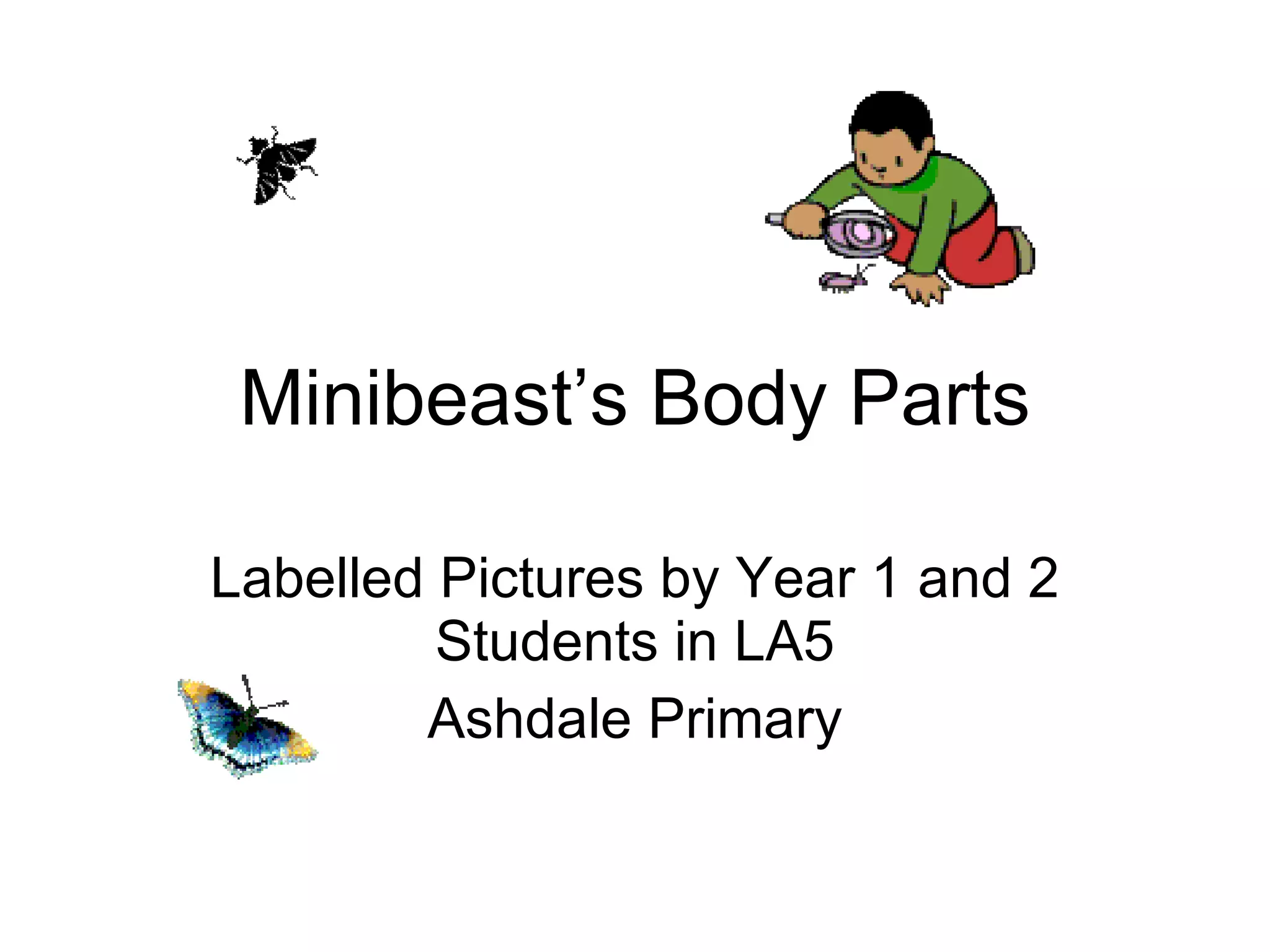 Minibeast’s Body Parts | PPT