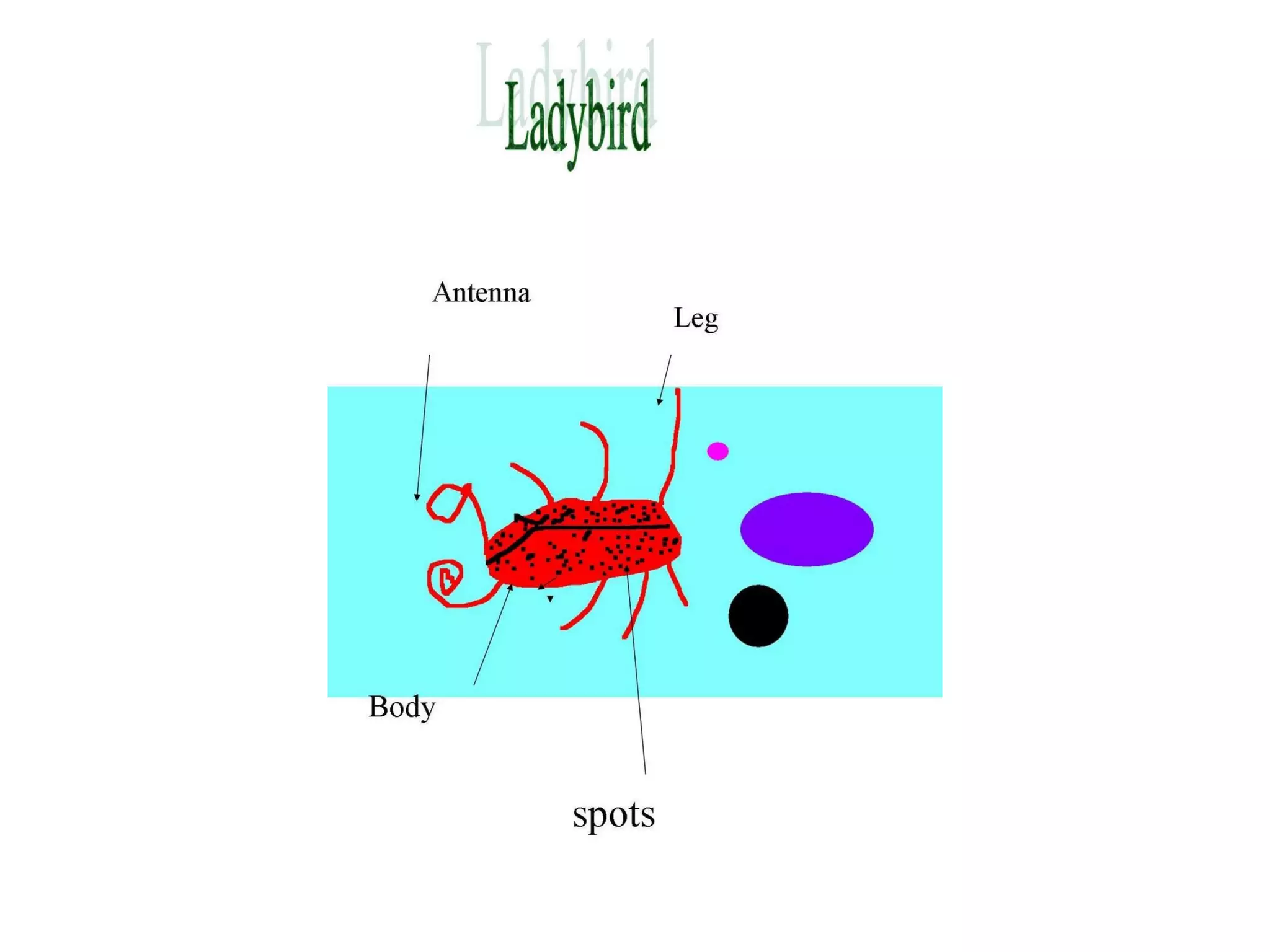 Minibeast’s Body Parts | PPS