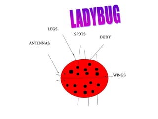 Minibeast’s Body Parts | PPS