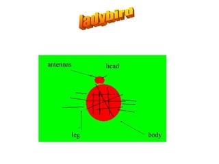 Minibeast’s Body Parts | PPS