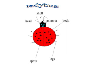 Minibeast’s Body Parts | PPS