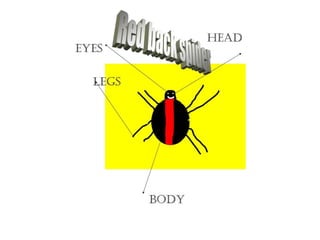 Minibeast’s Body Parts | PPS