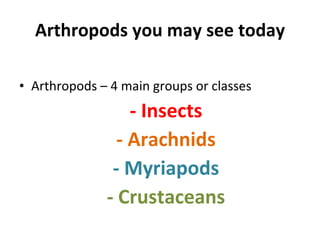 Mini Beasts – Bugs And More | PPT | Biological Sciences | Science