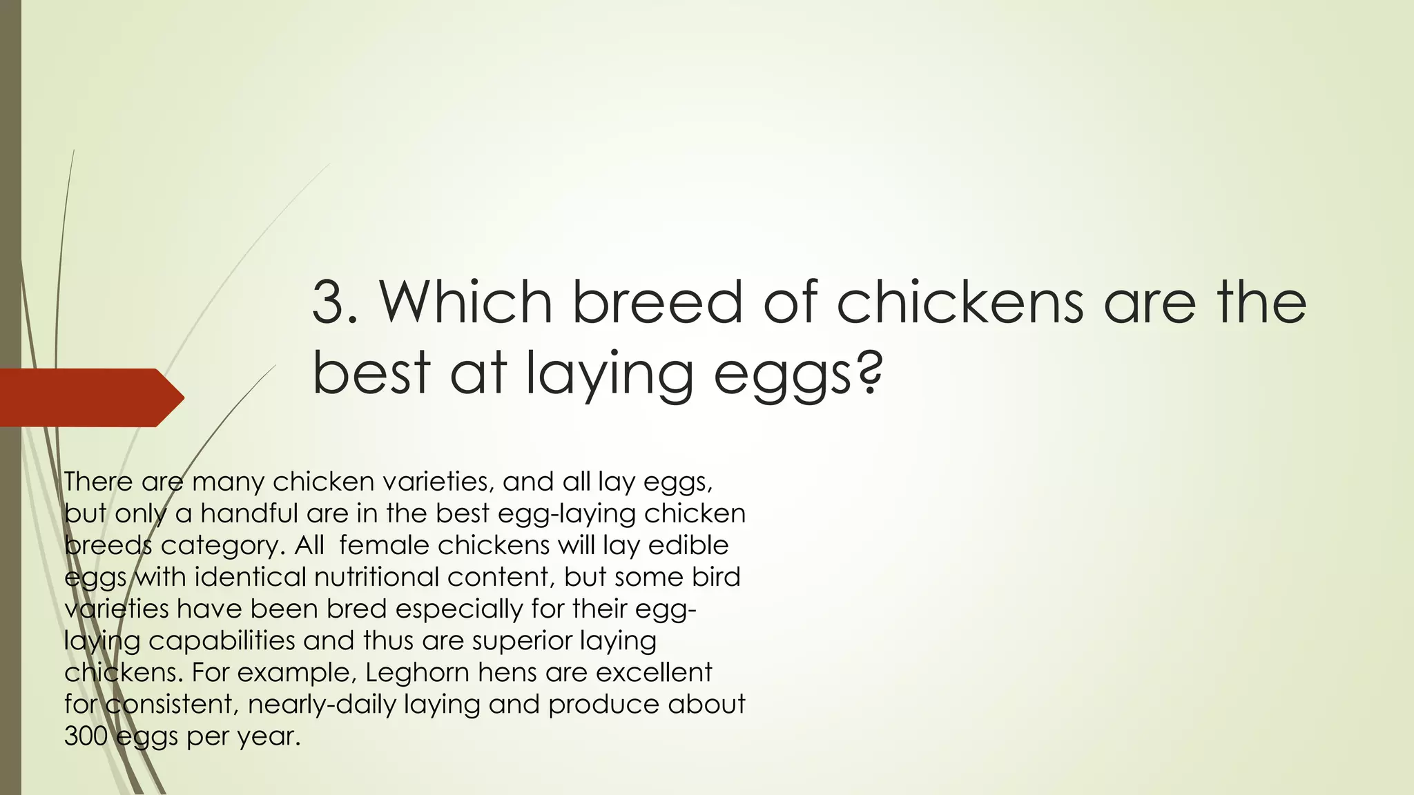 Mini chicken inquiry | PPT