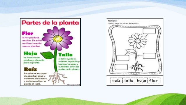 Partes De Una Planta Para Niños De 2 Años – Web Del Docente 8B4