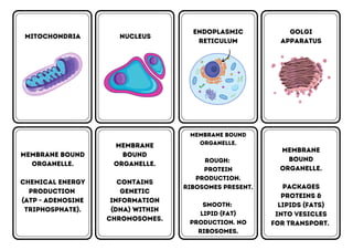 Minimalist Biology Cell Organelles Science Flash Cards | PDF