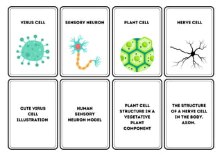 Minimalist Biology Cell Organelles Science Flash Cards | PDF