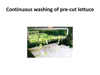 minimal processing of fruits and vegetables.pptx