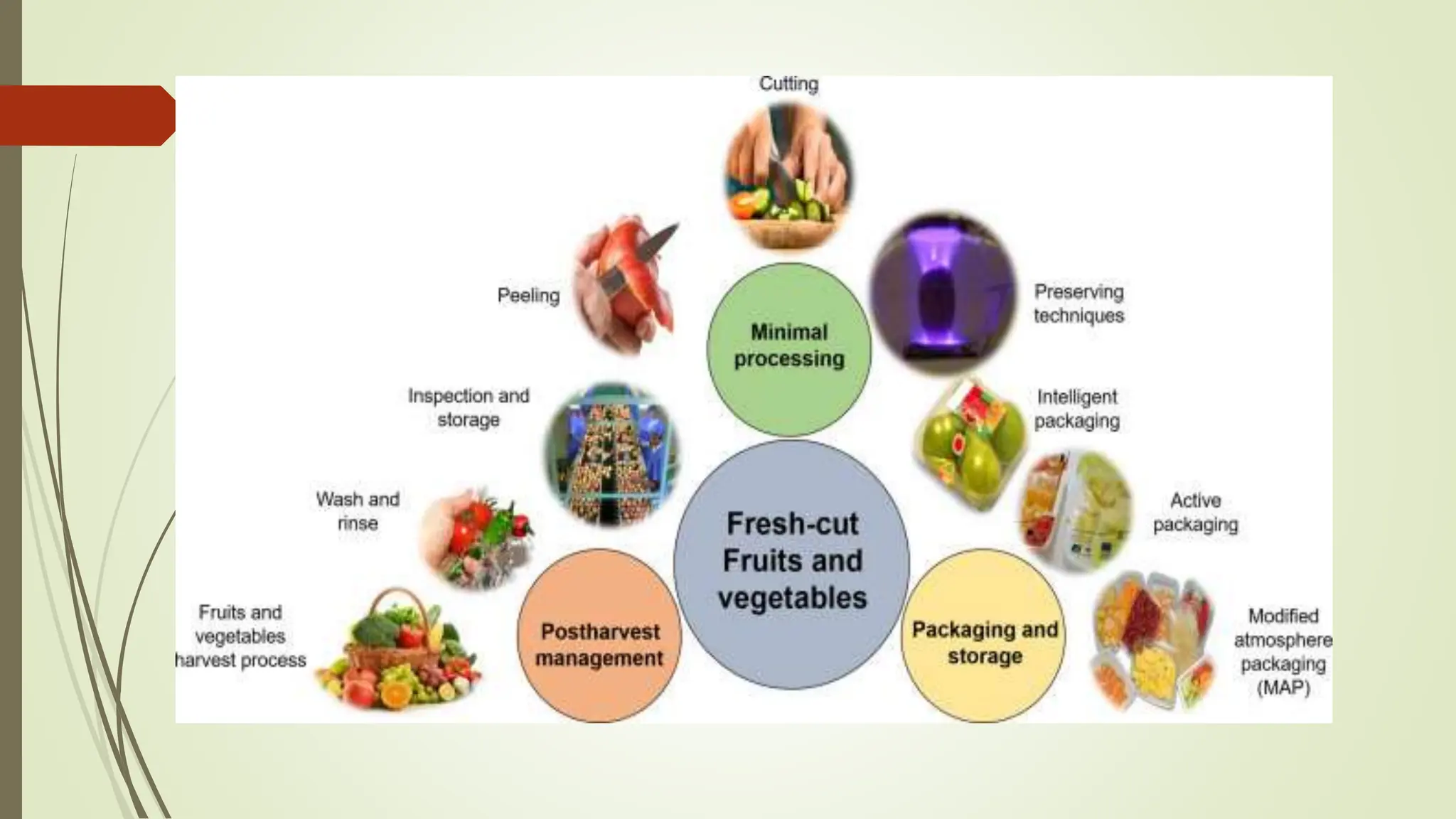 Minimal Processing of Fruits & Vegetables.pptx