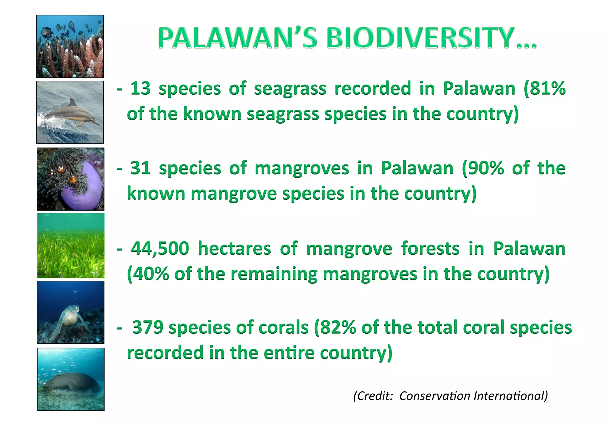 Mining Palawan 03 | PDF