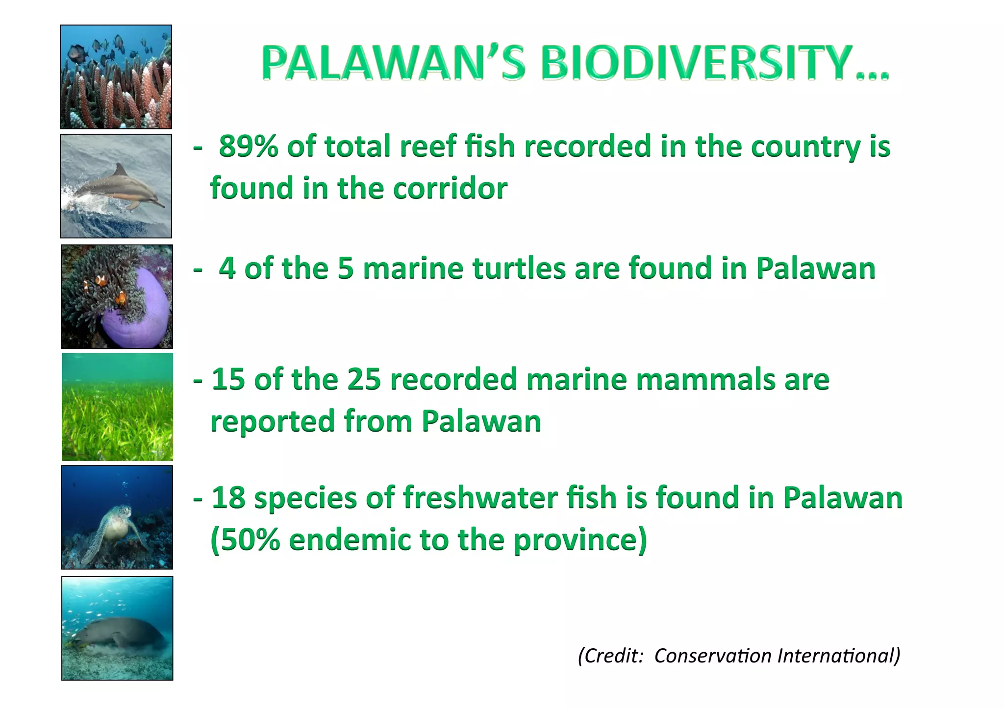 Mining Palawan 03 | PDF