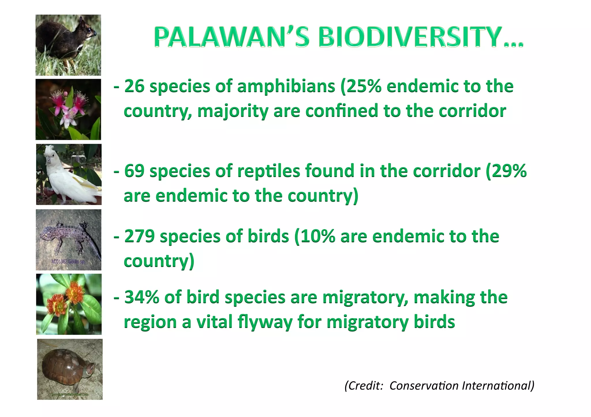 Mining Palawan 03 | PDF