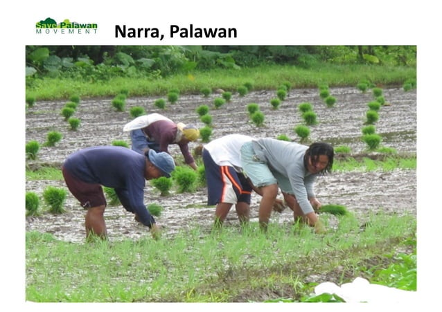 Mining Palawan 03 | PDF