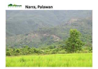 Mining Palawan 03 | PDF