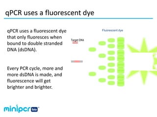 miniPCR-P51-Intro-to-qPCR-Lab-Classroom-slides_v1-4.pptx