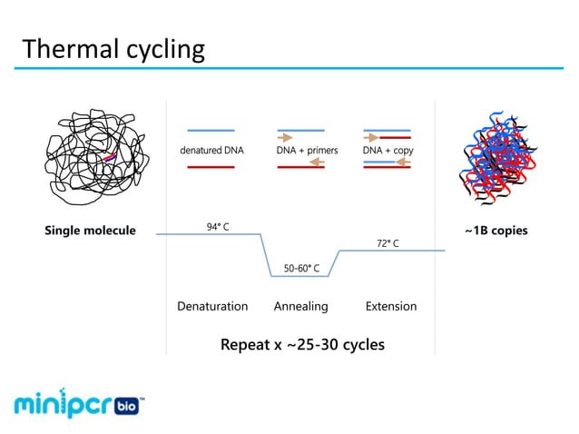 miniPCR-P51-Intro-to-qPCR-Lab-Classroom-slides_v1-4.pptx