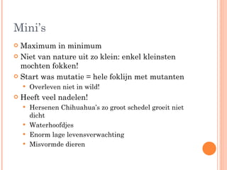 Mini's | PPT