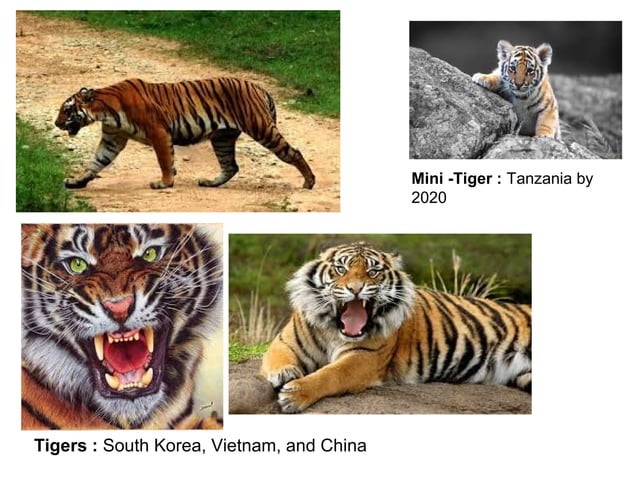 Mangasini_Mini tiger plan 2020 | PPT