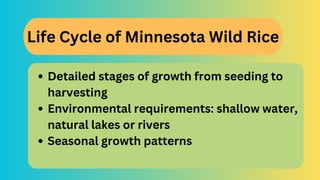 Minnesota Wild Rice.pdf