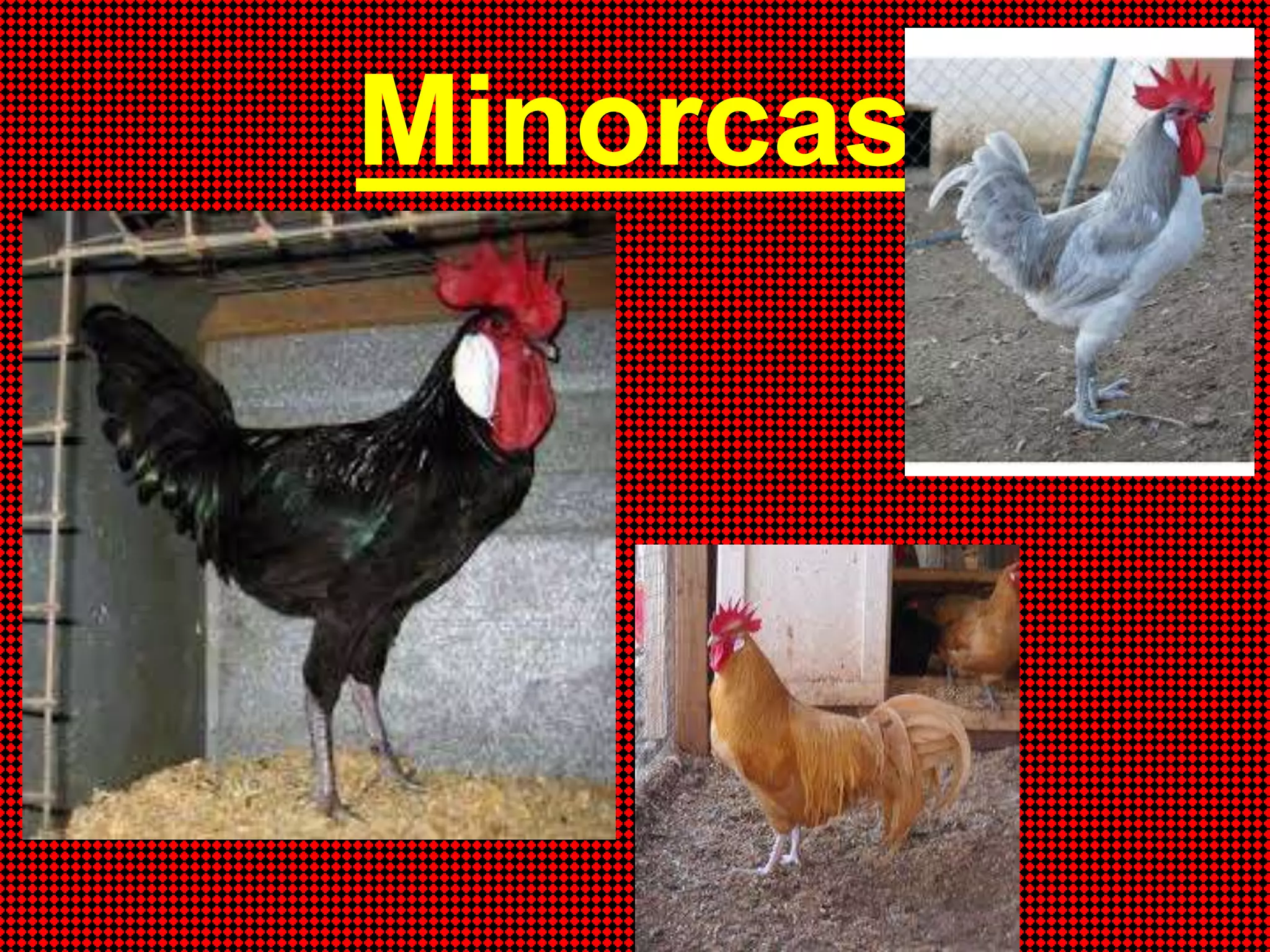 Minorca: Poultry breed | PPT