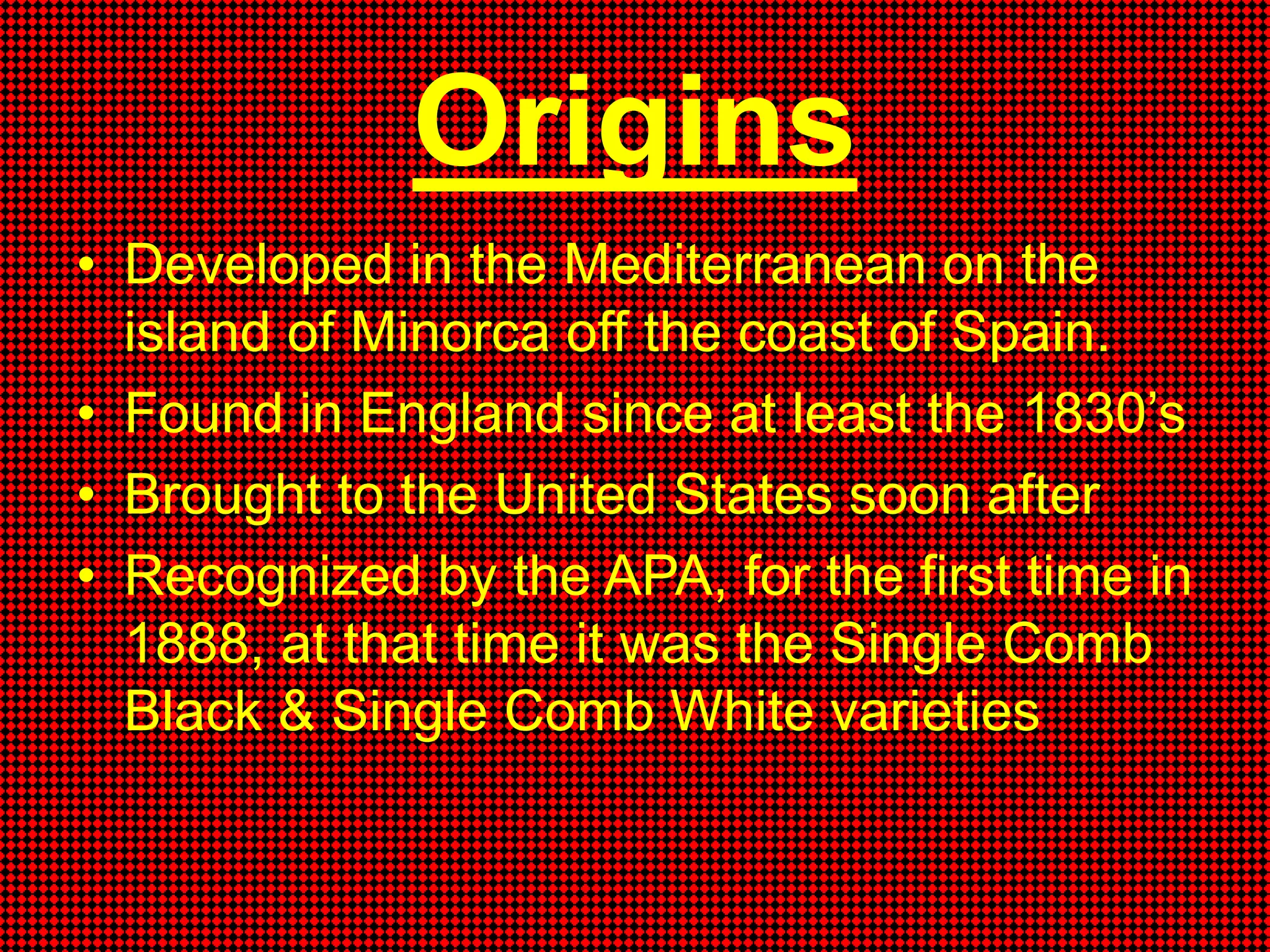 Minorca: Poultry breed | PPT