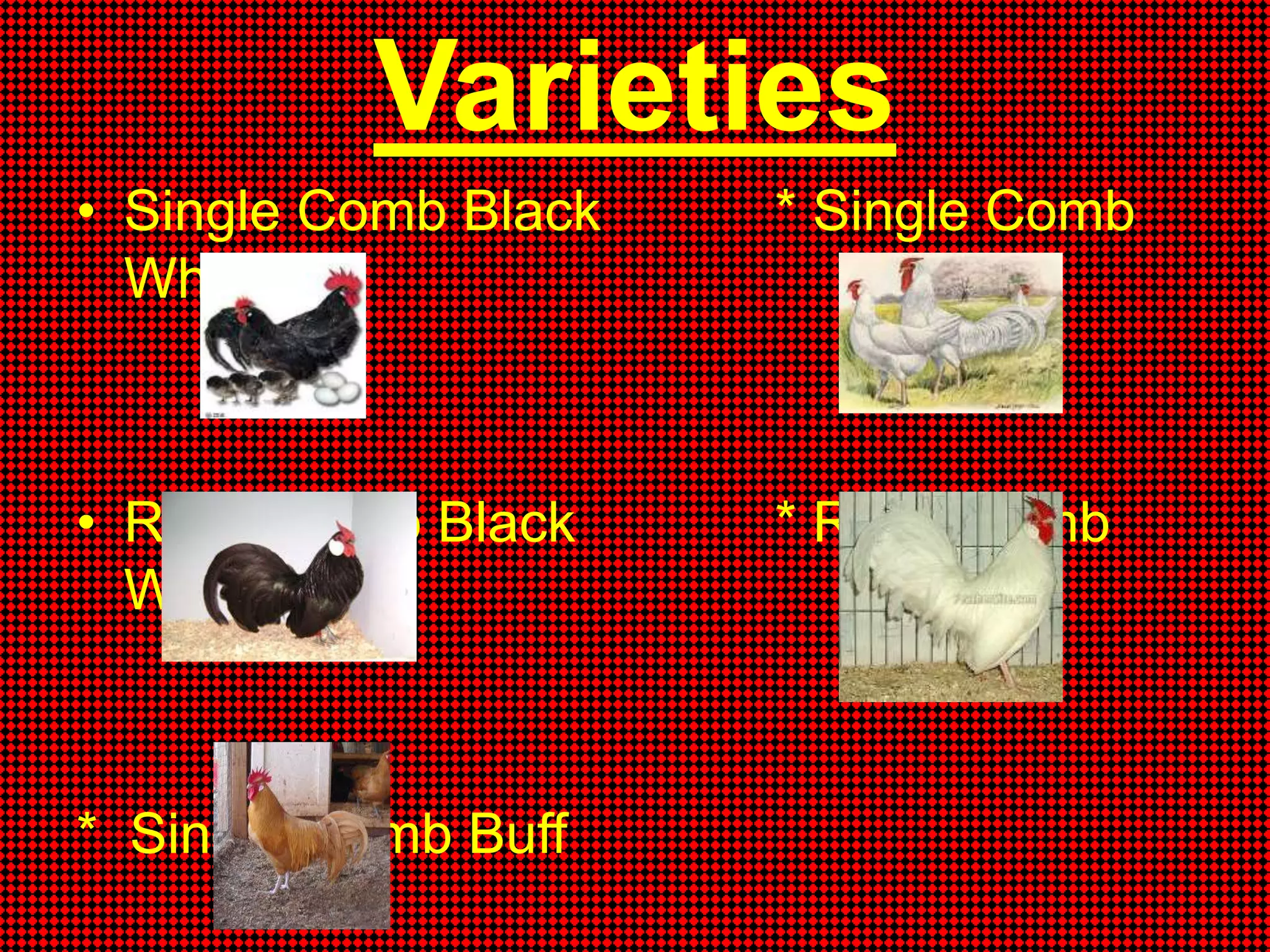 Minorca: Poultry breed | PPT