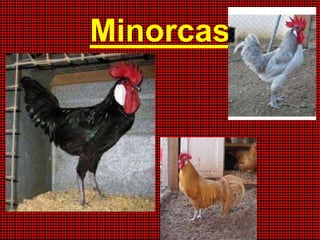 Minorca: Poultry breed | PPTX