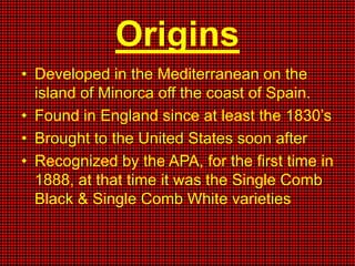 Minorca: Poultry breed | PPT