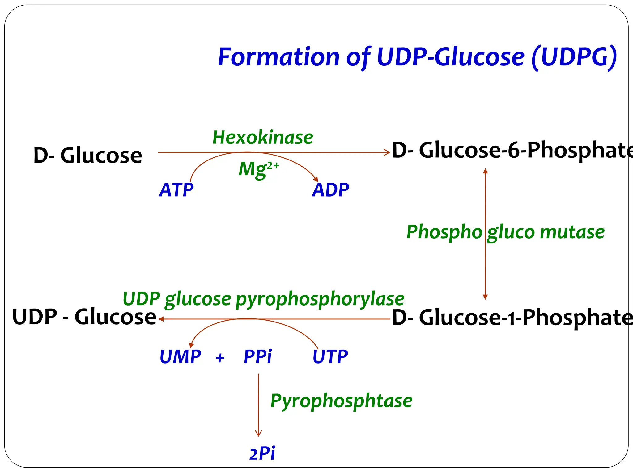 Minor carbohydrate pathways _240426_173240.pdf