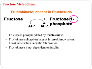 Minor carbohydrate pathways _240426_173240.pdf