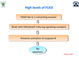 Role of apoptosis in cancer progression | PPT