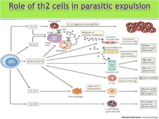 IMMUNITY AGAINST HELMINTHS | PPTX
