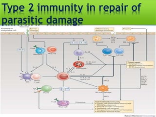 IMMUNITY AGAINST HELMINTHS | PPTX