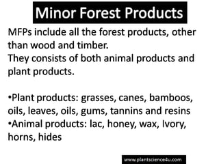 Minor Forest Products (MFPs) | PPTX
