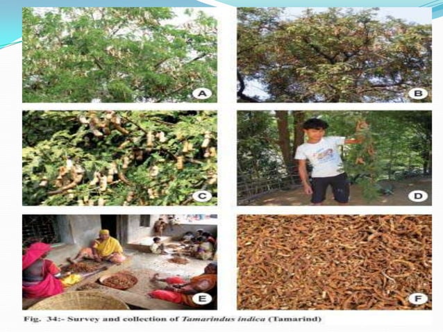 Minor fruits1 | PPTX | Gardening | Home & Garden