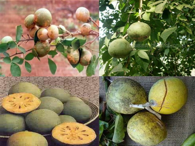 Minor fruits1 | PPTX | Gardening | Home & Garden