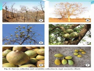 Minor fruits1 | PPTX