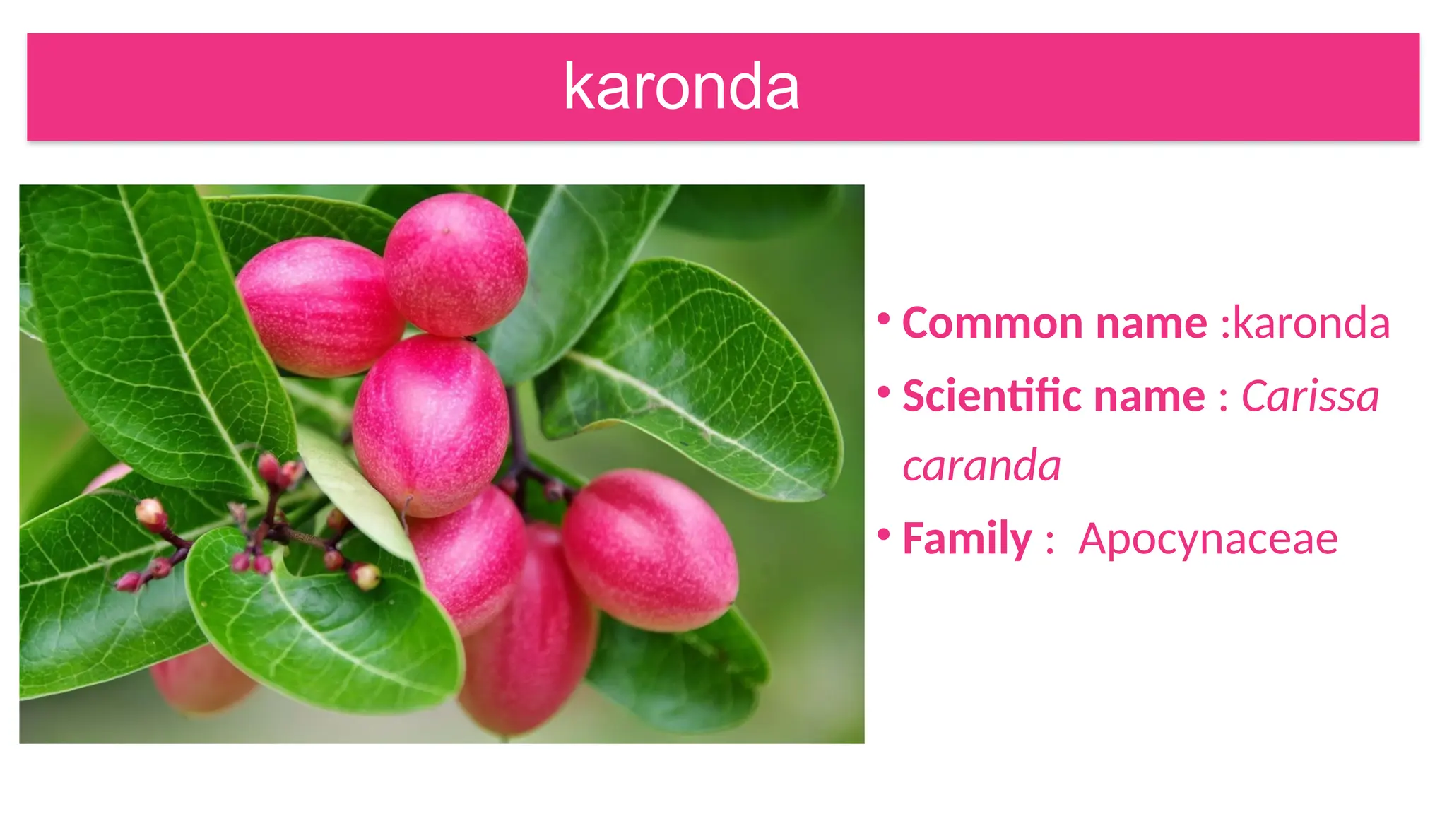 minor fruits of horticultural crops.pptx